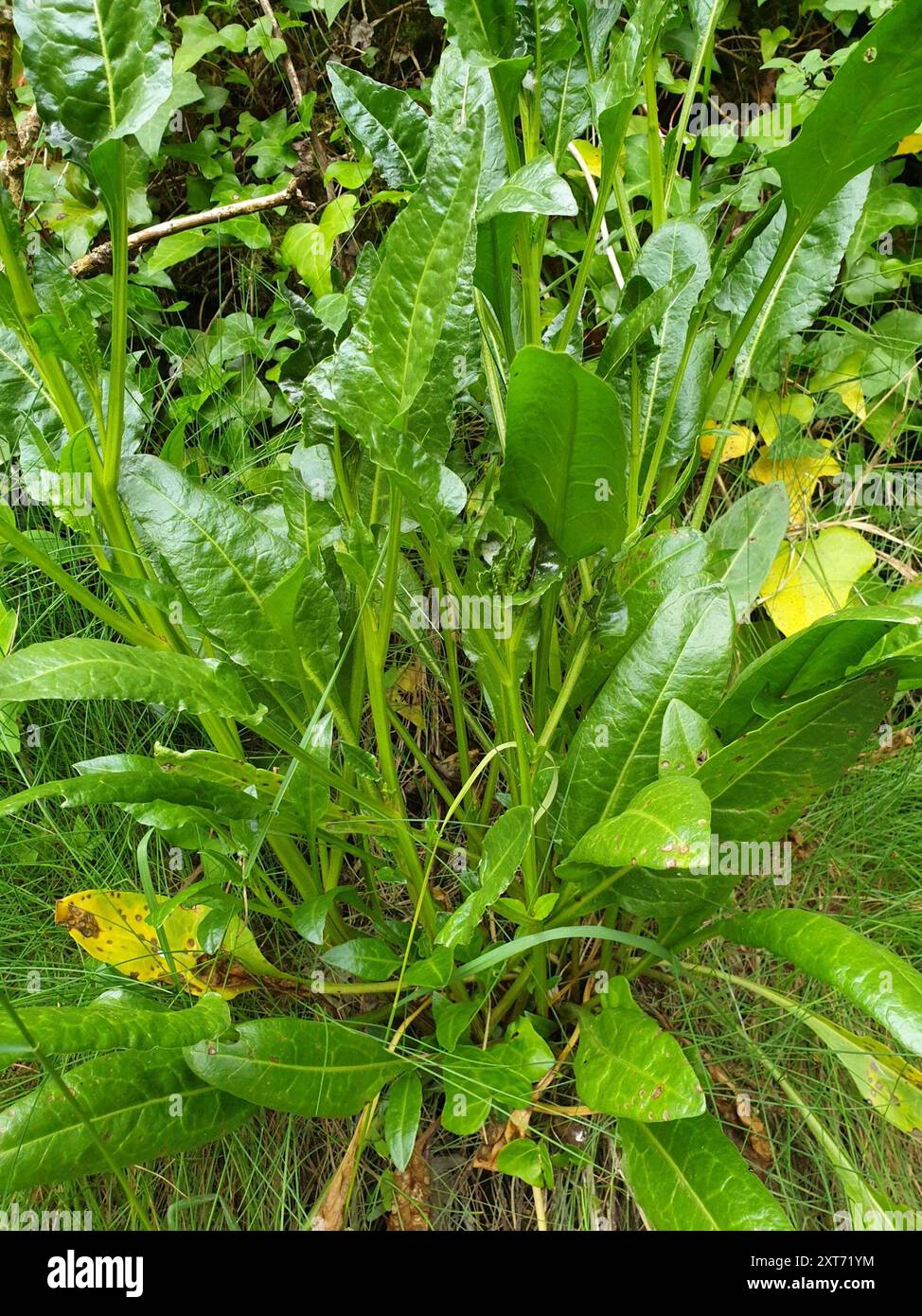 sea beet (Beta vulgaris maritima) Plantae Stock Photo - Alamy