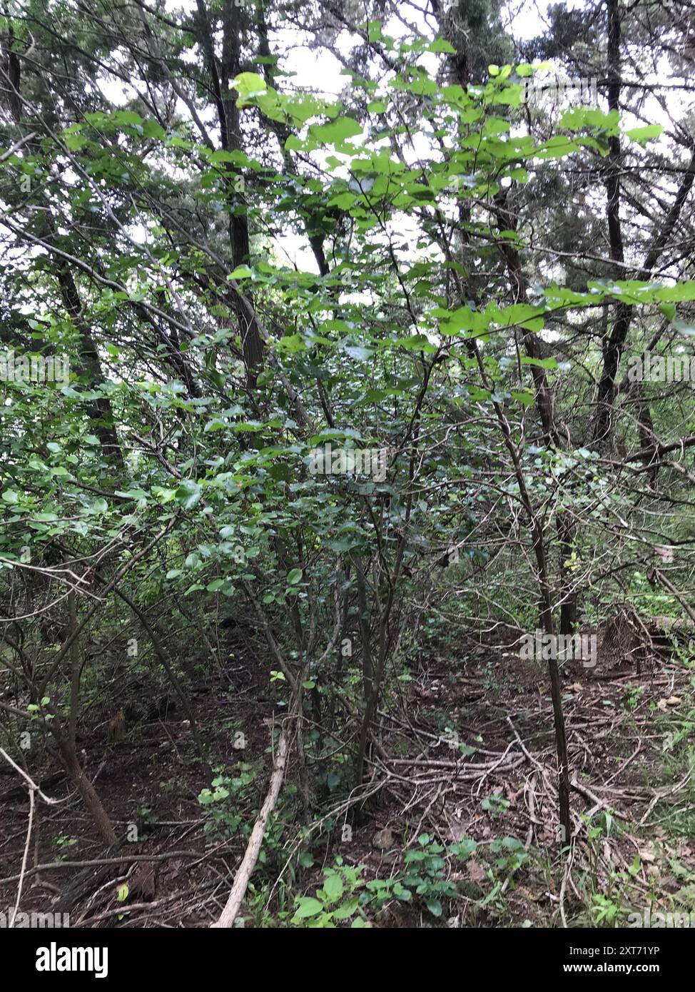 Texas redbud (Cercis canadensis texensis) Plantae Stock Photo - Alamy