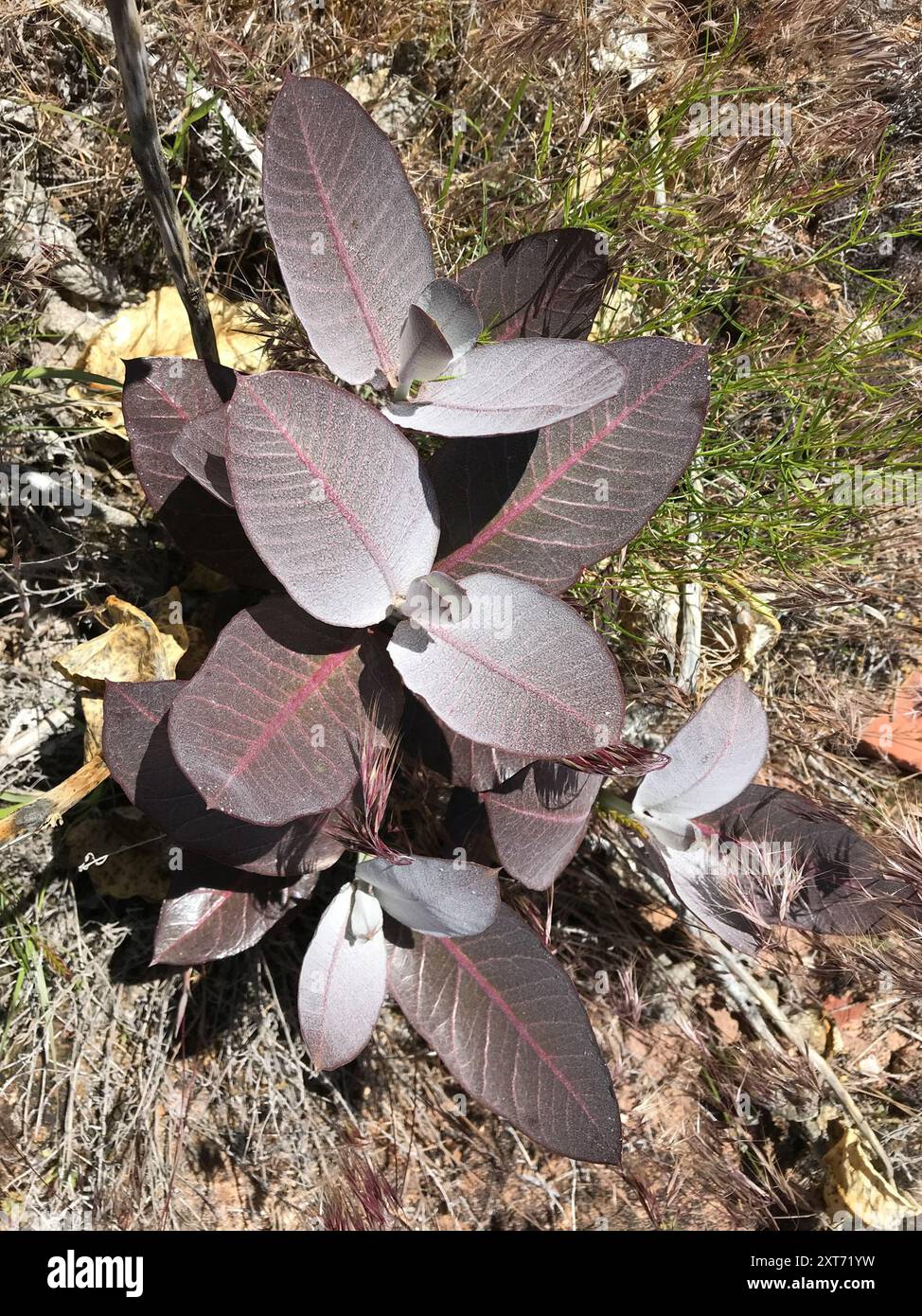 broadleaf milkweed (Asclepias latifolia) Plantae Stock Photo - Alamy