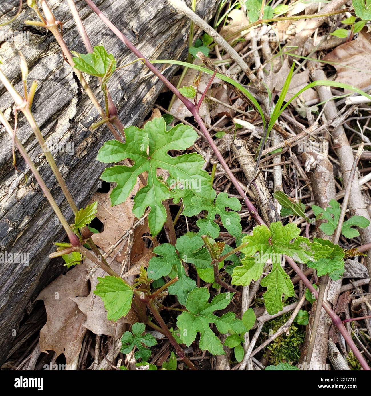 grape family (Vitaceae) Plantae Stock Photo - Alamy