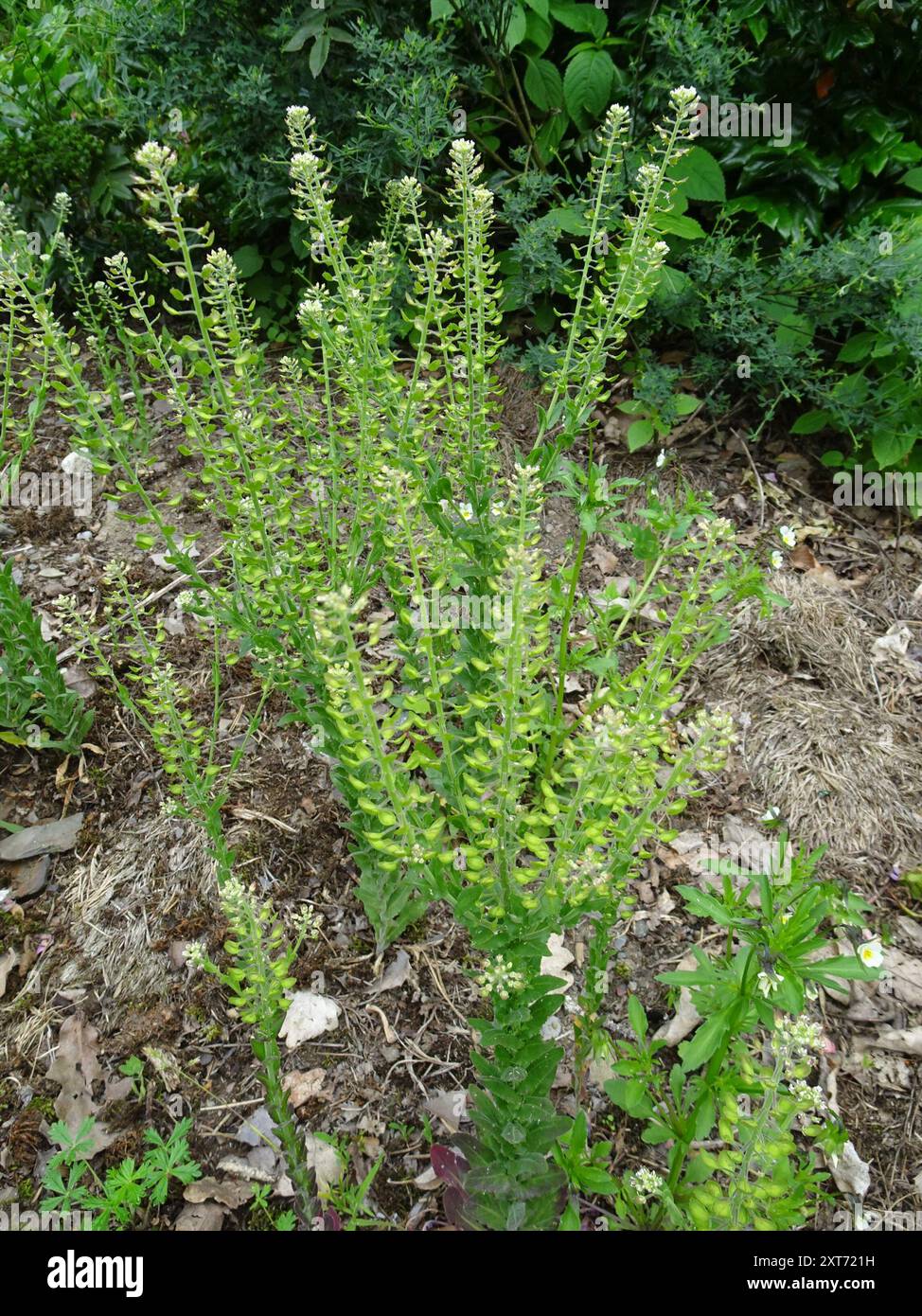 field peppergrass (Lepidium campestre) Plantae Stock Photo - Alamy