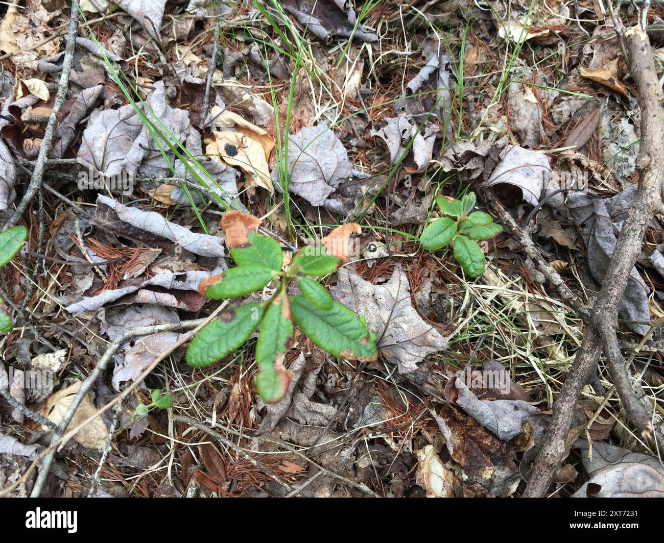 Bog Labrador Tea (Rhododendron groenlandicum) Plantae Stock Photo - Alamy