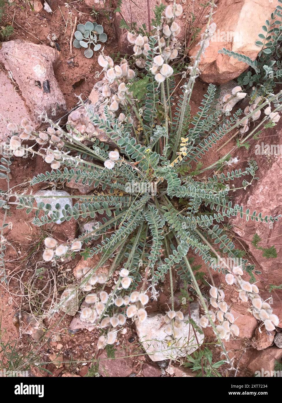 Woolly Locoweed (Astragalus mollissimus) Plantae Stock Photo - Alamy