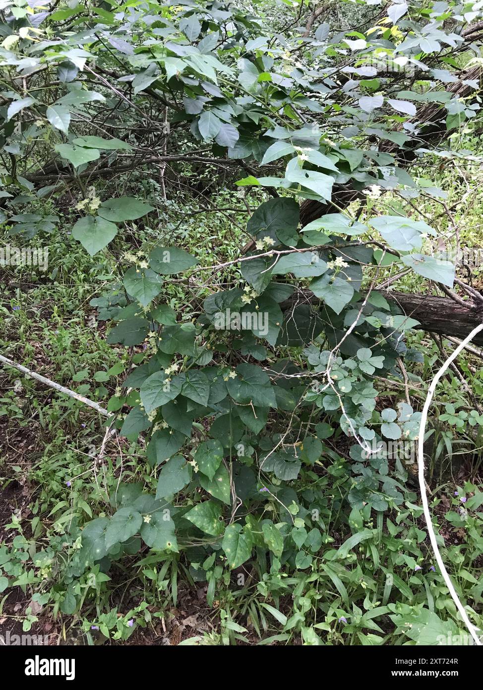 Pearl Milkweed (Matelea reticulata) Plantae Stock Photo - Alamy