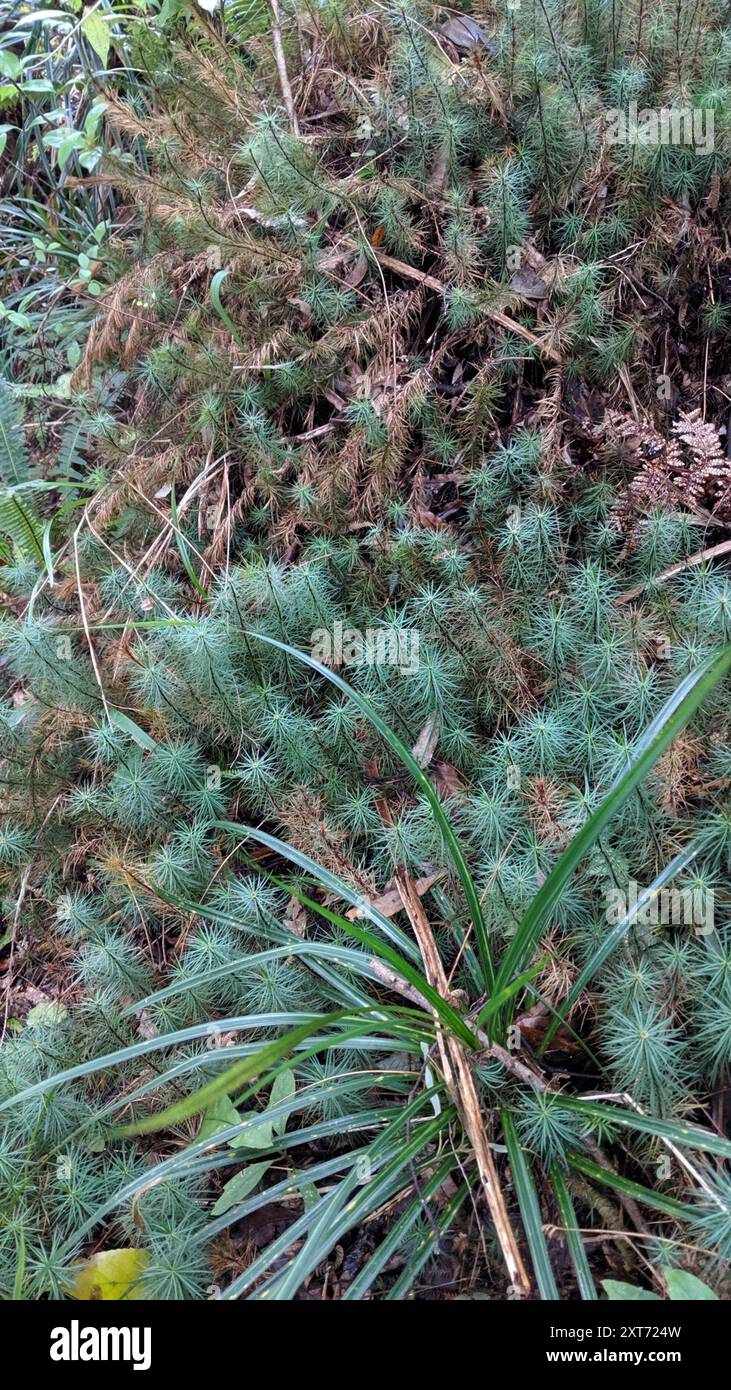 giant moss (Dawsonia superba) Plantae Stock Photo - Alamy