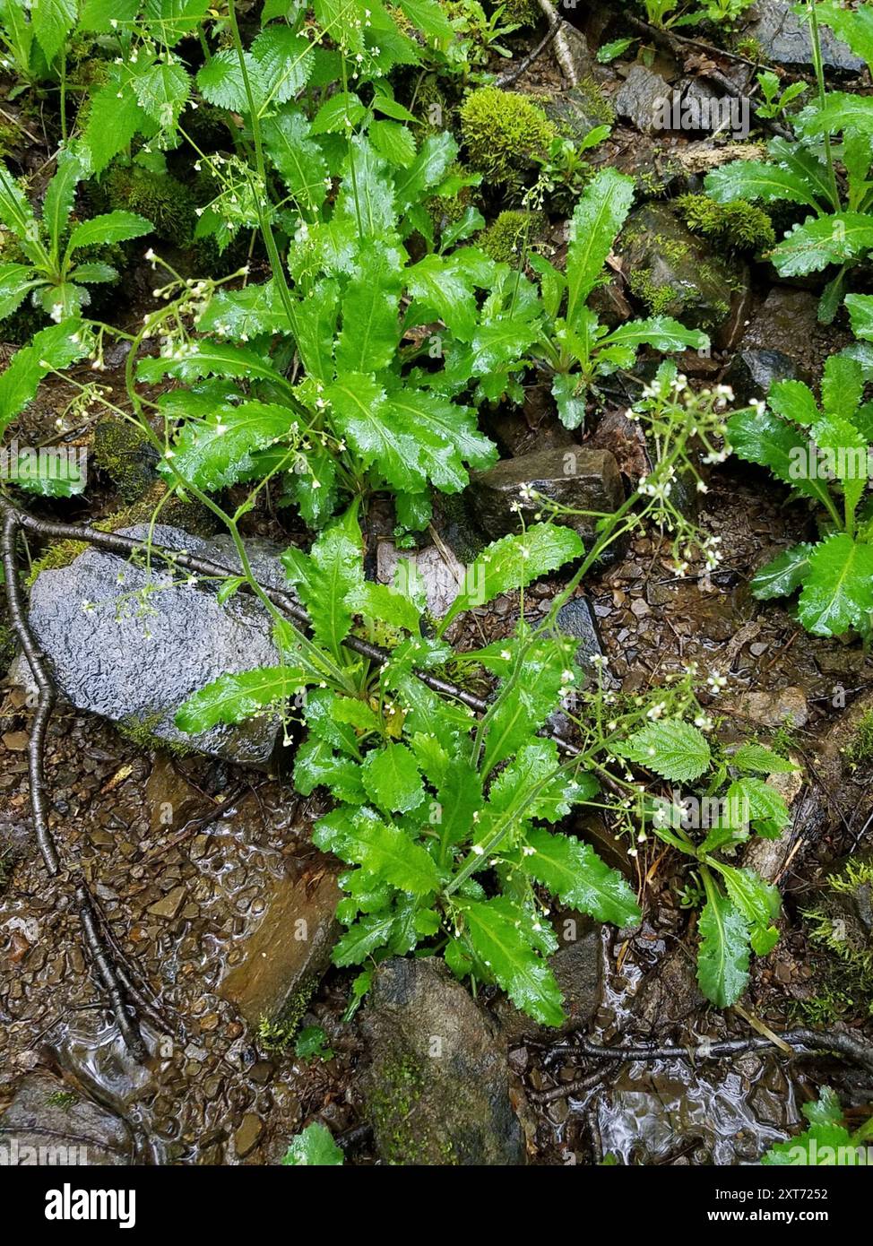 Lettuceleaf Saxifrage (Micranthes micranthidifolia) Plantae Stock Photo ...