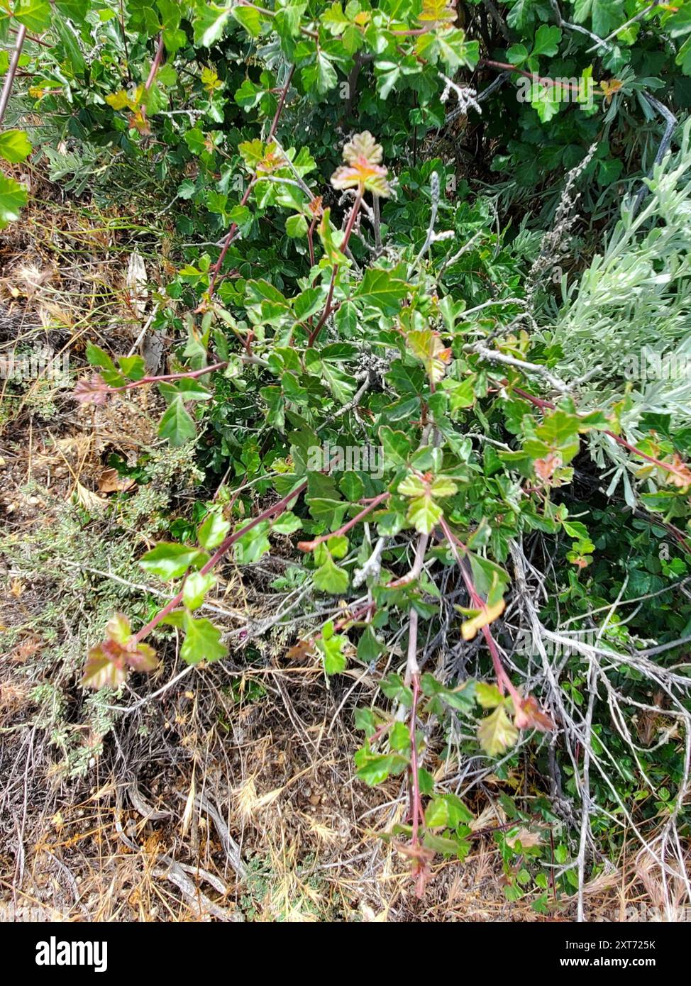 fragrant sumac (Rhus aromatica) Plantae Stock Photo - Alamy