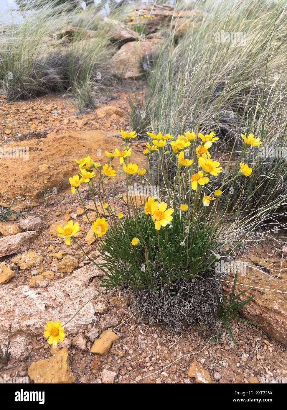 Stemmy Four-nerved Daisy (Tetraneuris scaposa) Plantae Stock Photo - Alamy