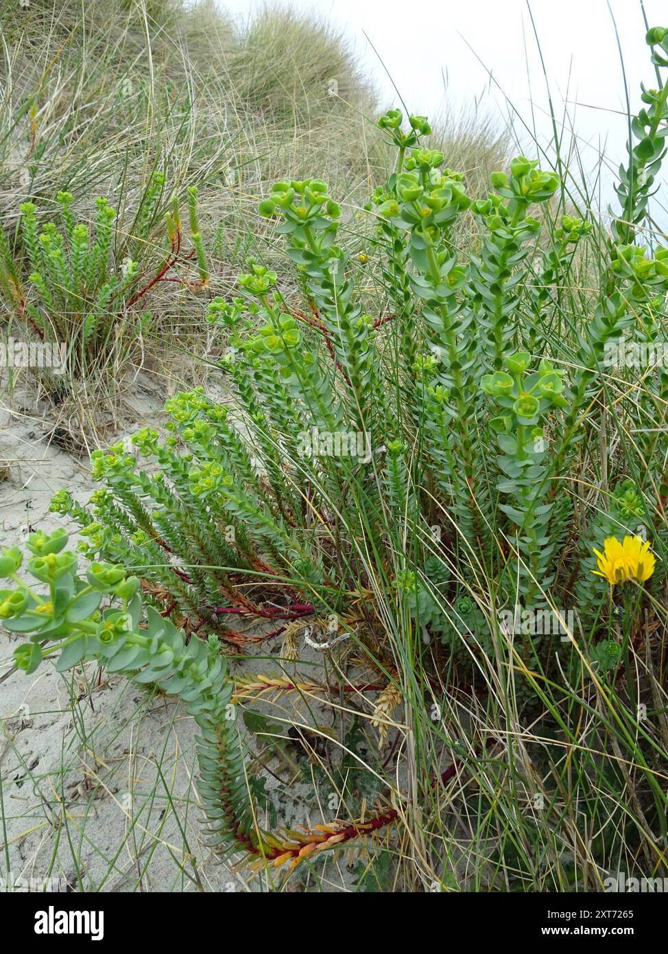 Sea Spurge (Euphorbia paralias) Plantae Stock Photo - Alamy
