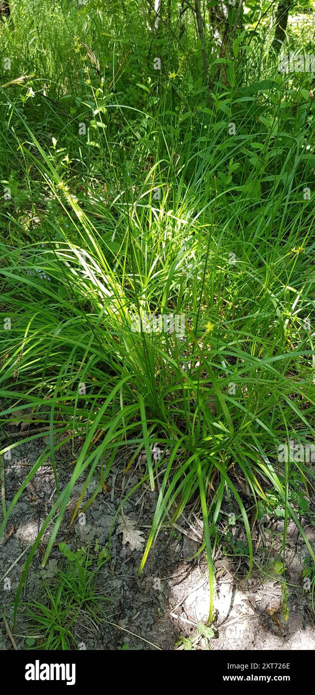 Grey Sedge (Carex divulsa) Plantae Stock Photo - Alamy