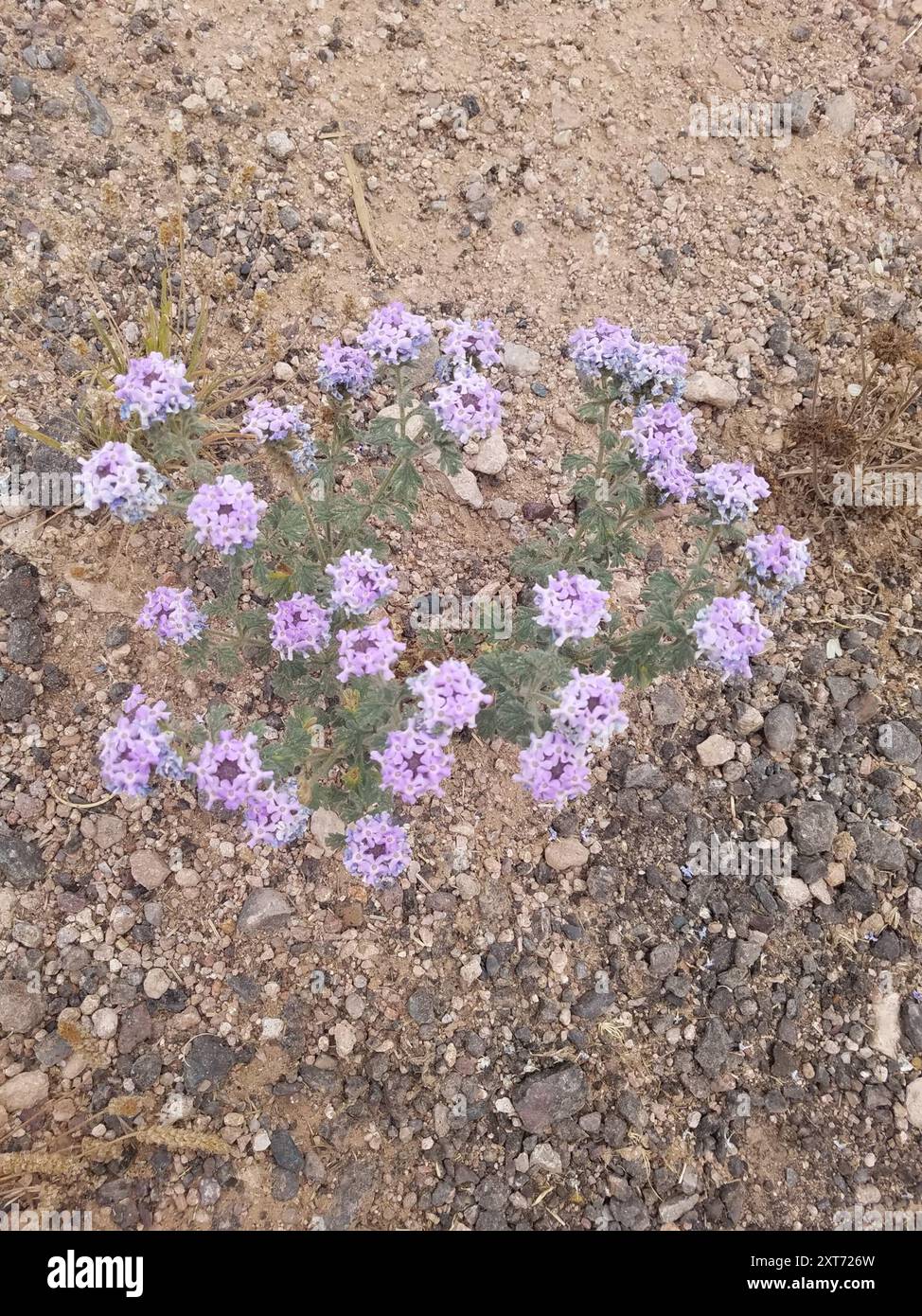 southwestern mock vervain (Glandularia gooddingii) Plantae Stock Photo ...