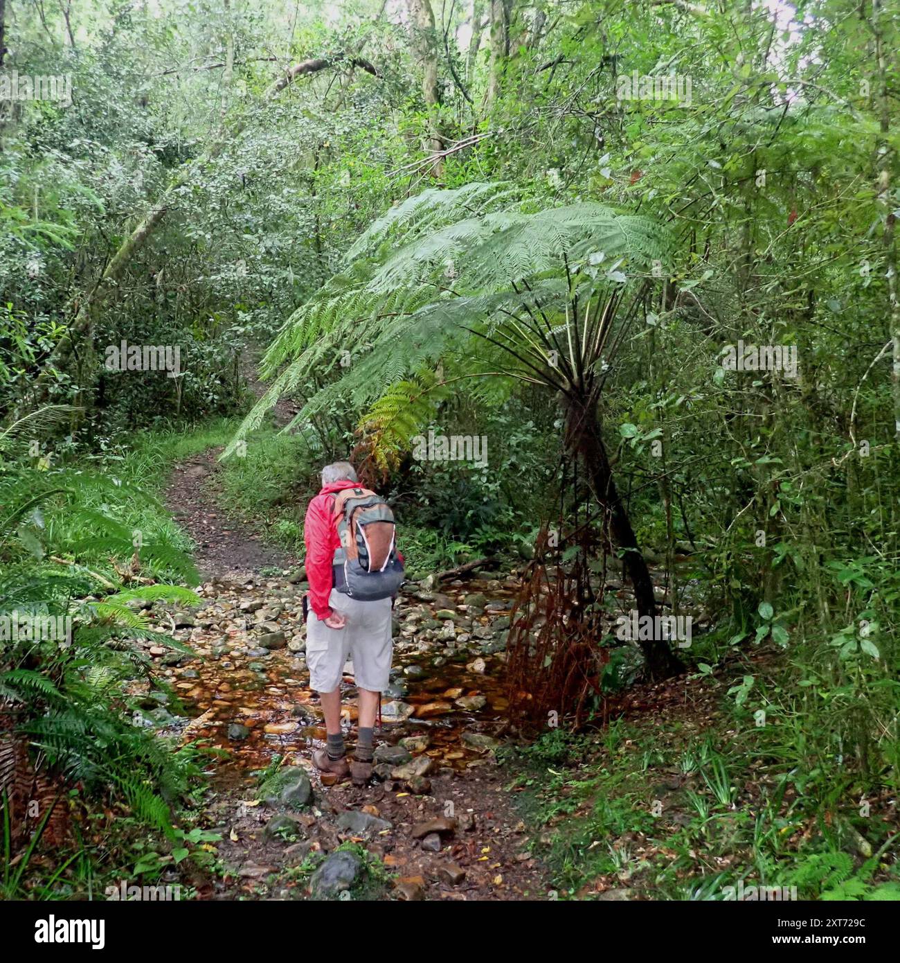 Forest Tree Fern (Cyathea capensis) Plantae Stock Photo - Alamy