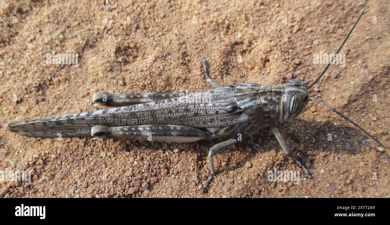 Tree Locust (Anacridium moestum) Insecta Stock Photo - Alamy