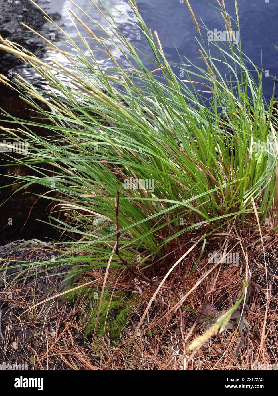 true sedges (Carex) Plantae Stock Photo - Alamy