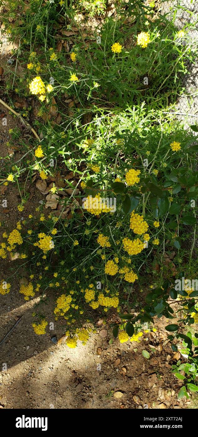 Golden Yarrow (Eriophyllum confertiflorum) Plantae Stock Photo - Alamy