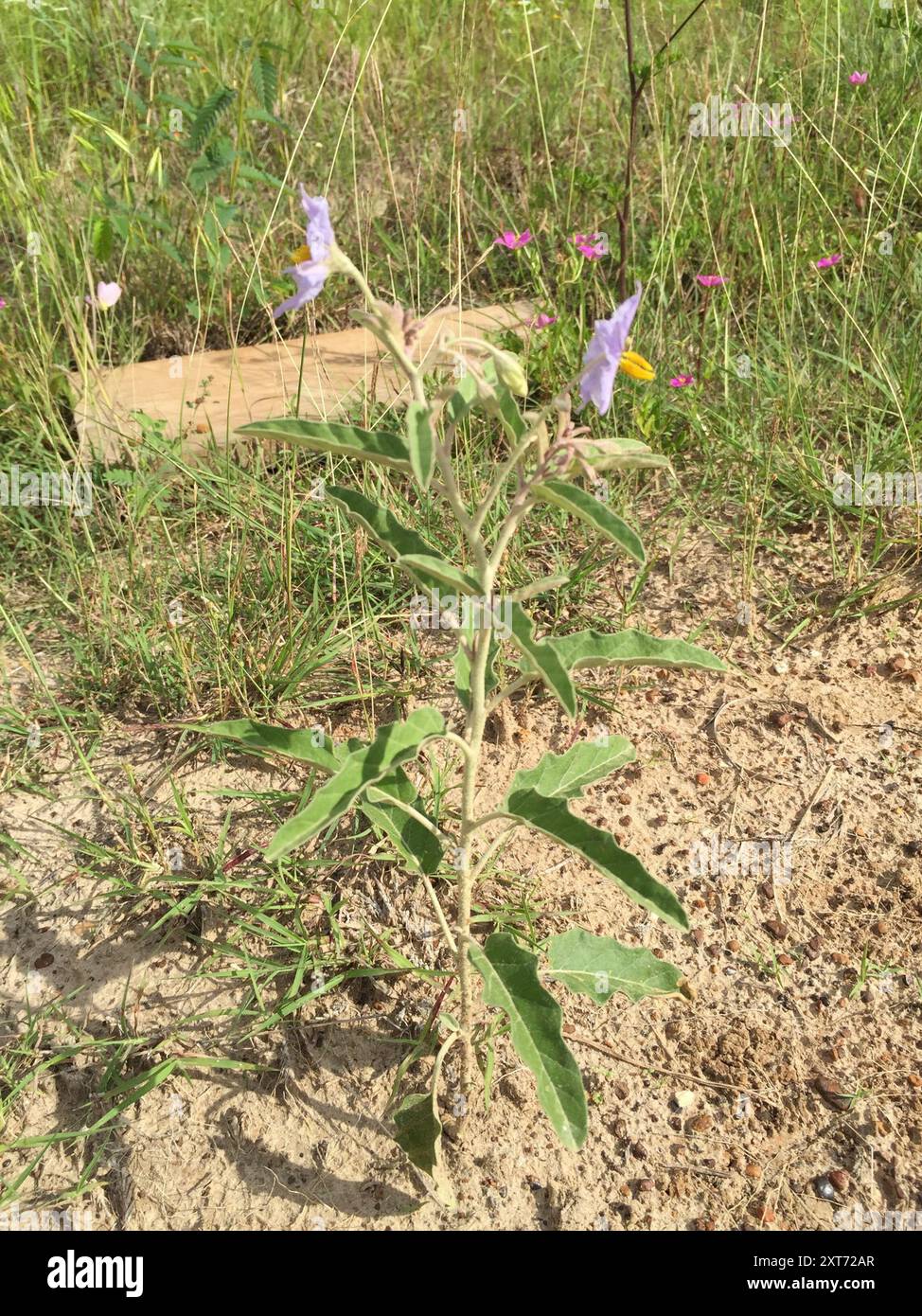 silverleaf nightshade (Solanum elaeagnifolium) Plantae Stock Photo - Alamy