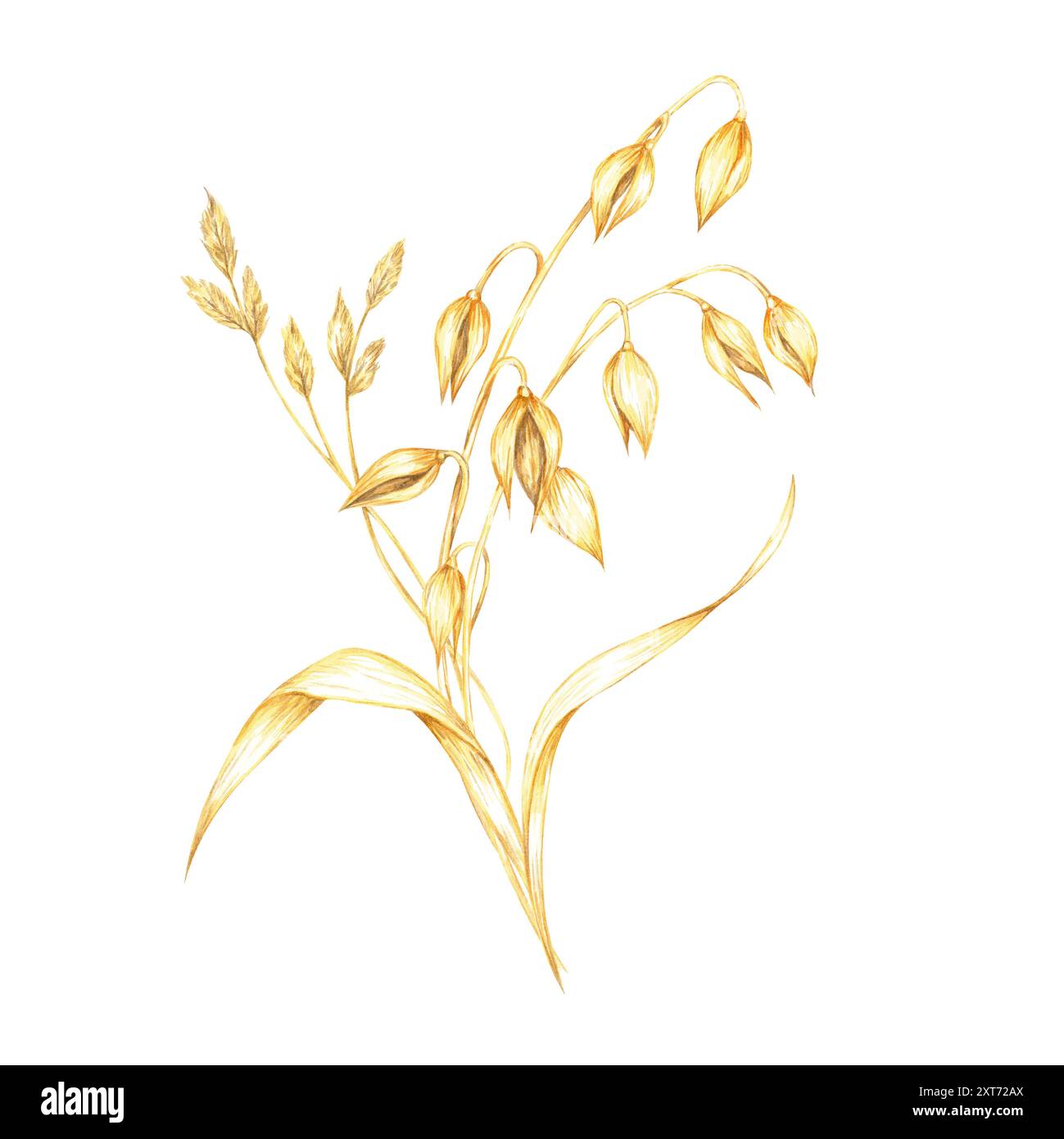 Oat stem with golden-yellow grains and a leafy branch. Cereal and herbs ...