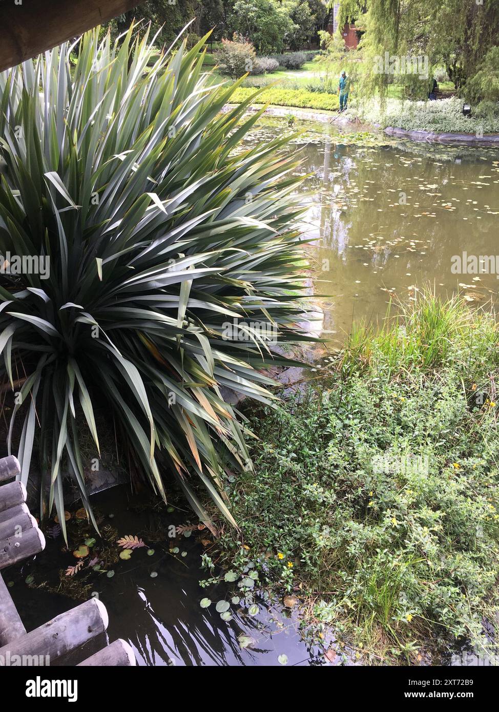 plants (Plantae) Plantae Stock Photo - Alamy