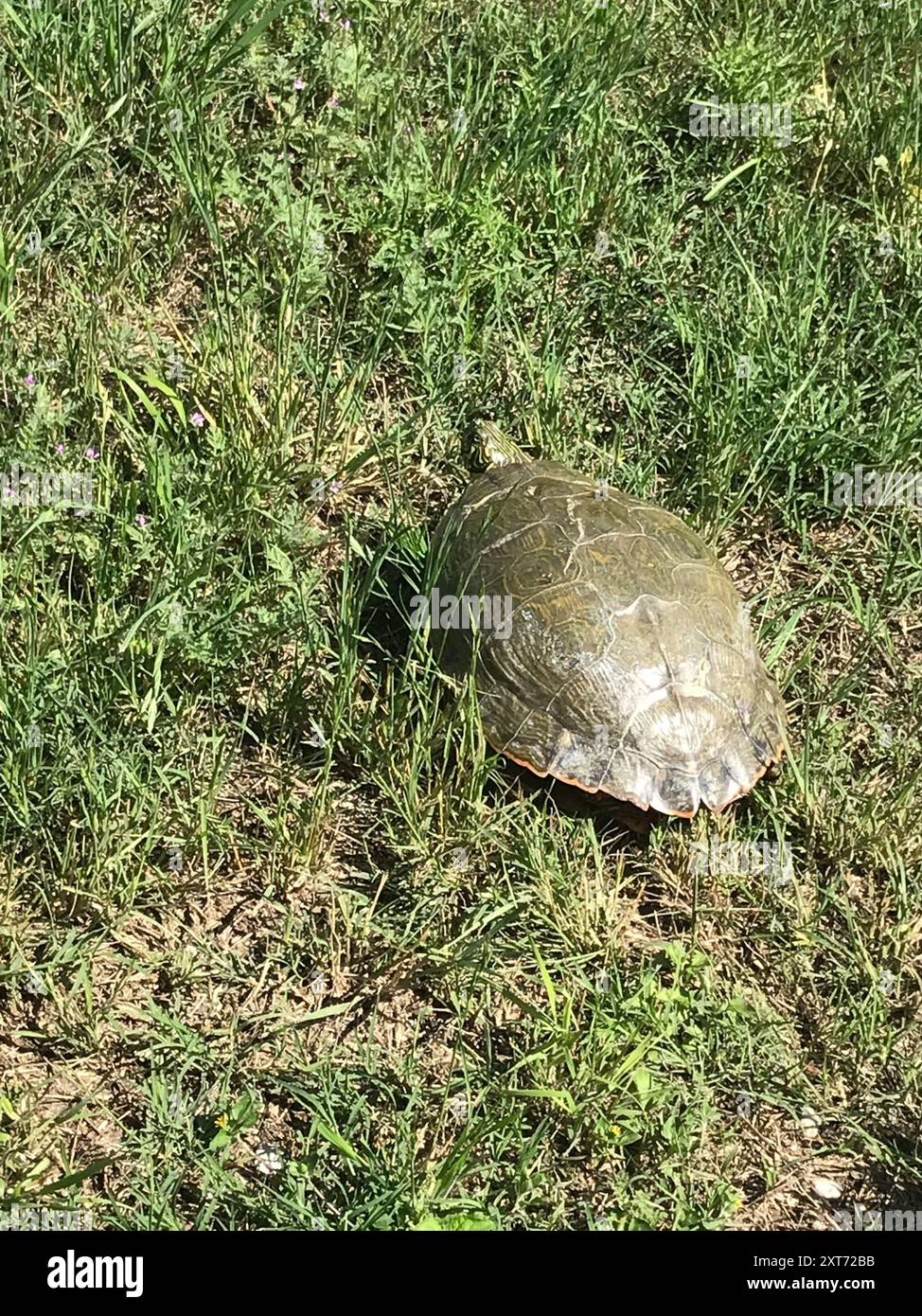 Texas Cooter (Pseudemys texana) Reptilia Stock Photo - Alamy