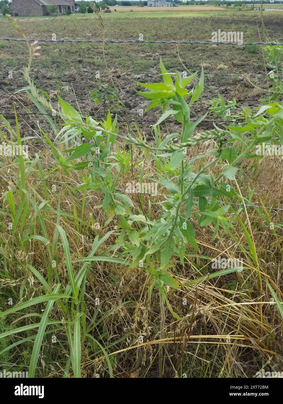 velvetweed (Oenothera curtiflora) Plantae Stock Photo - Alamy