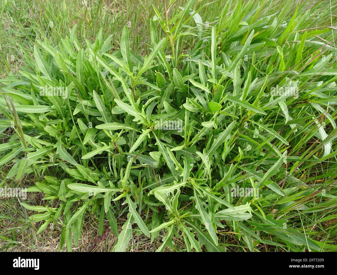 Perennial Wall-rocket (Diplotaxis tenuifolia) Plantae Stock Photo - Alamy