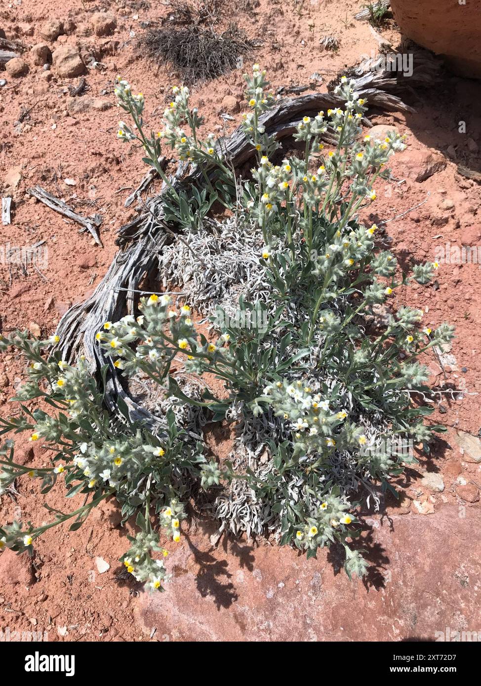 Yellow-eyed Cryptantha (Oreocarya flavoculata) Plantae Stock Photo - Alamy