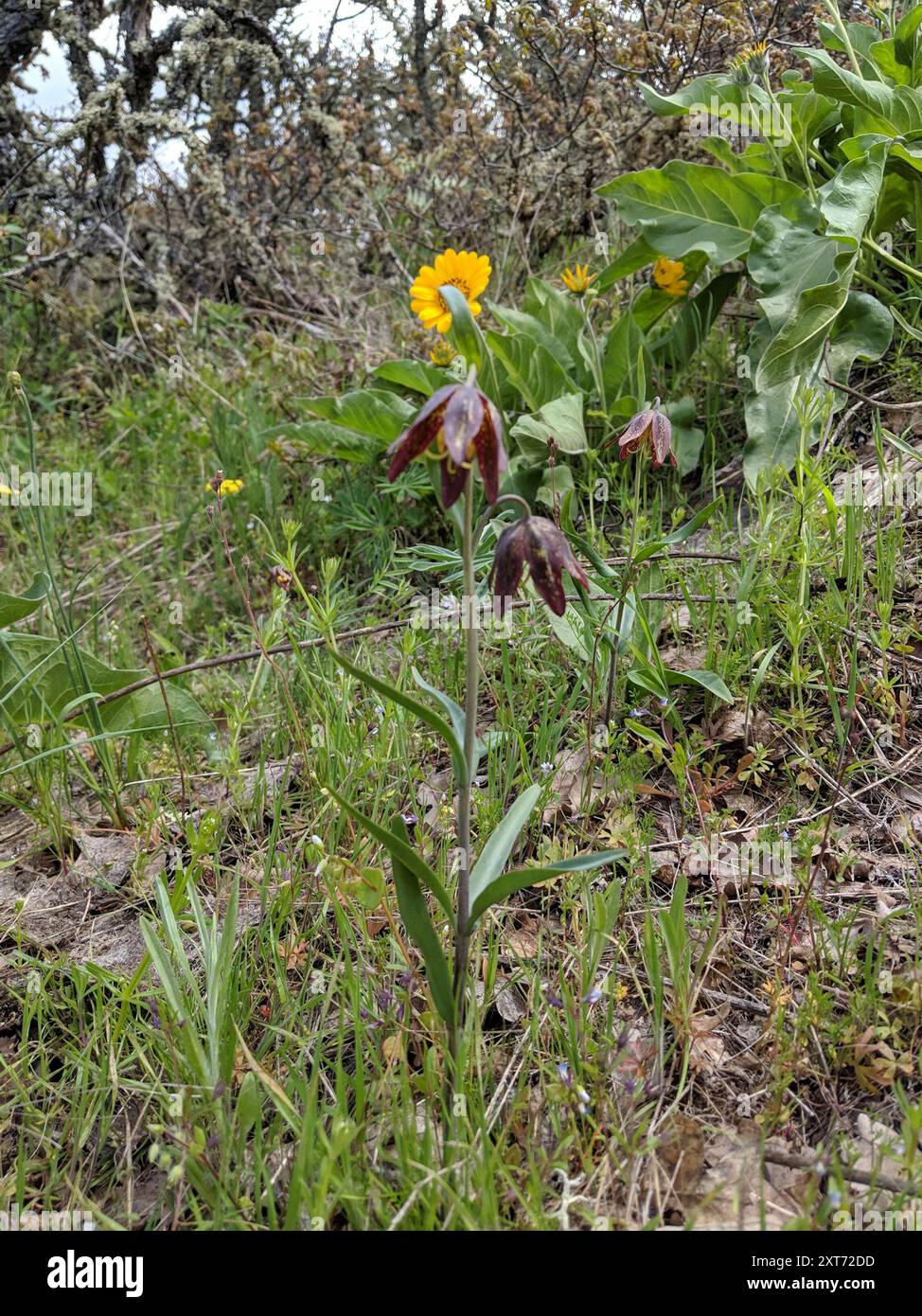 checker lily (Fritillaria affinis) Plantae Stock Photo - Alamy