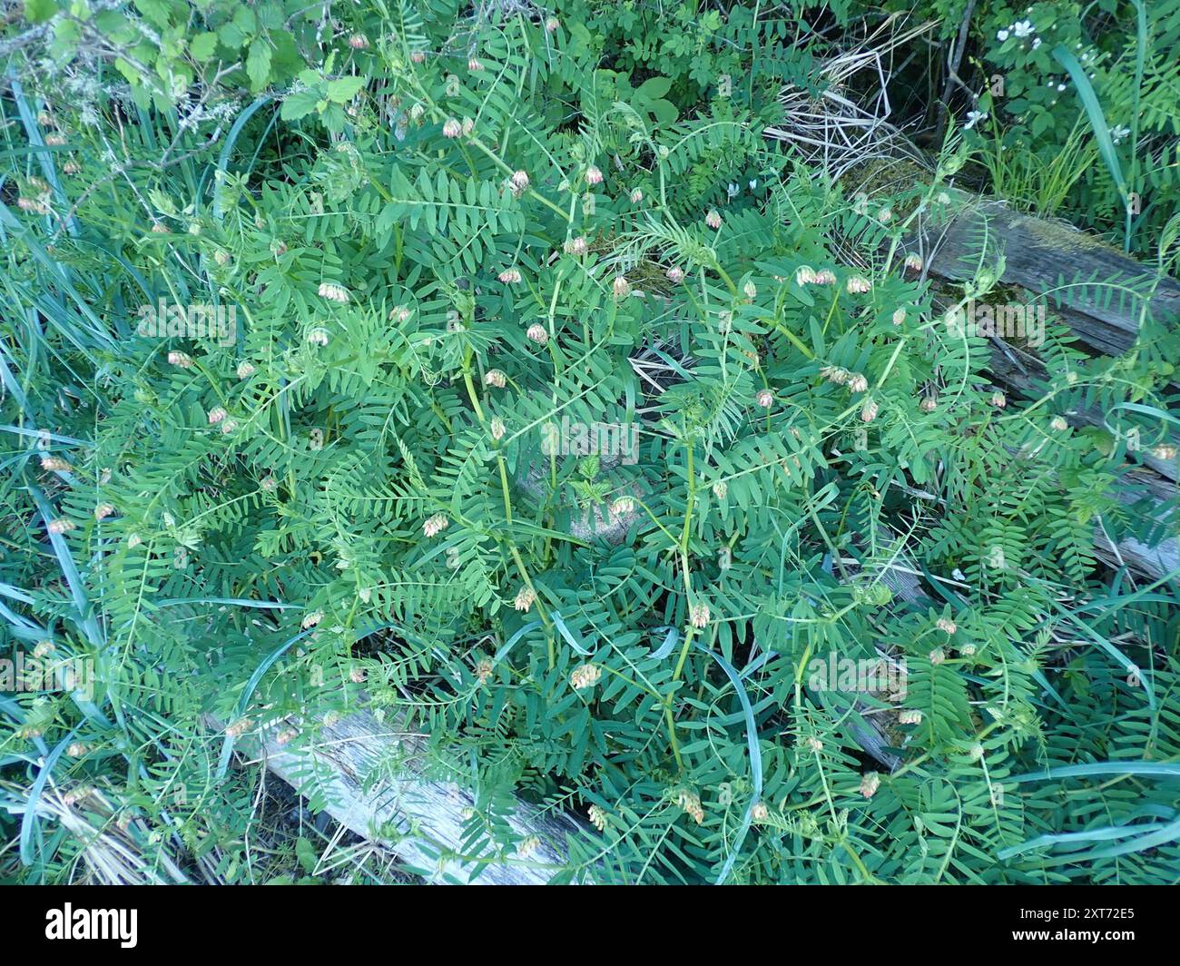 giant vetch (Vicia gigantea) Plantae Stock Photo - Alamy