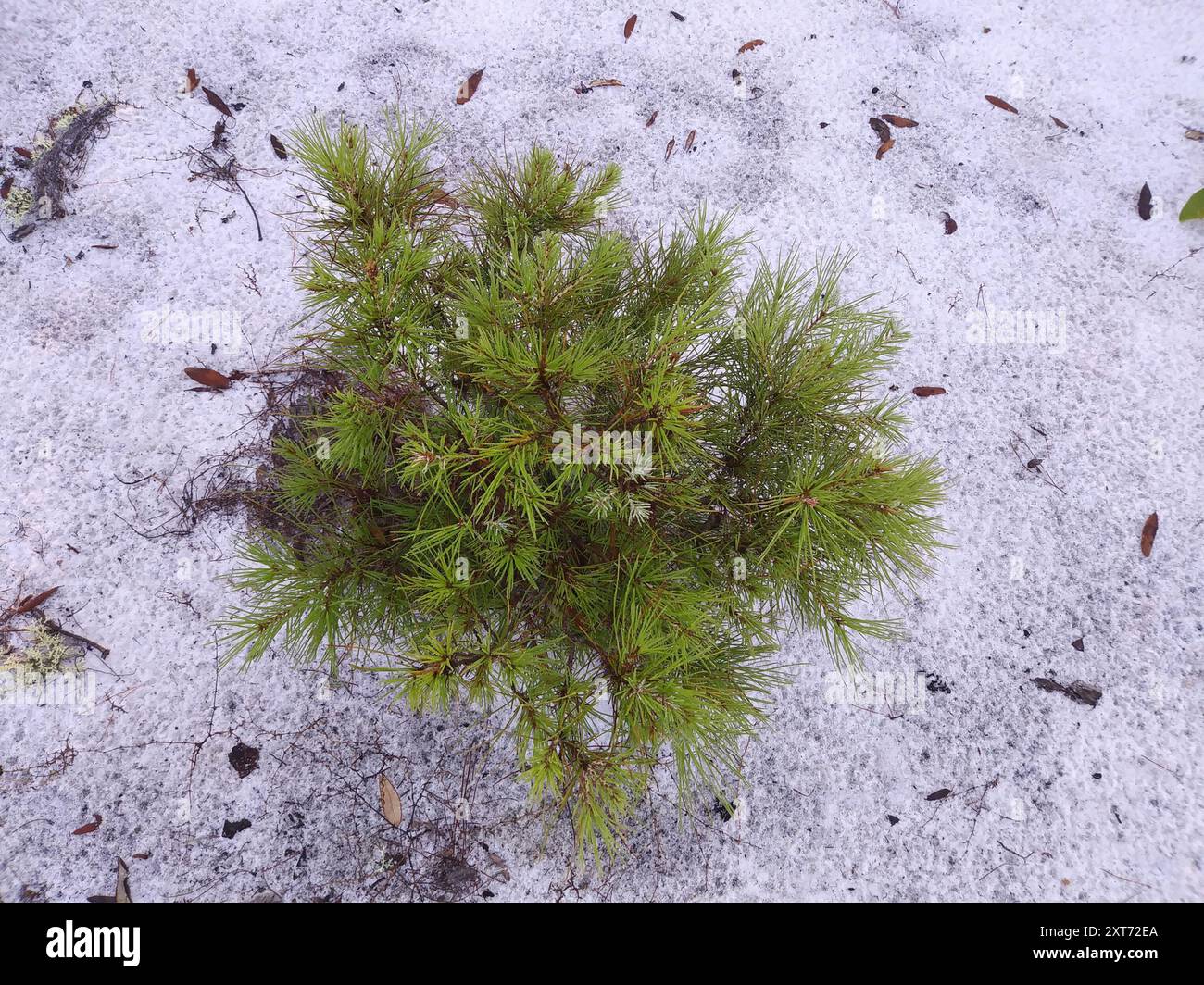 sand pine (Pinus clausa) Plantae Stock Photo - Alamy