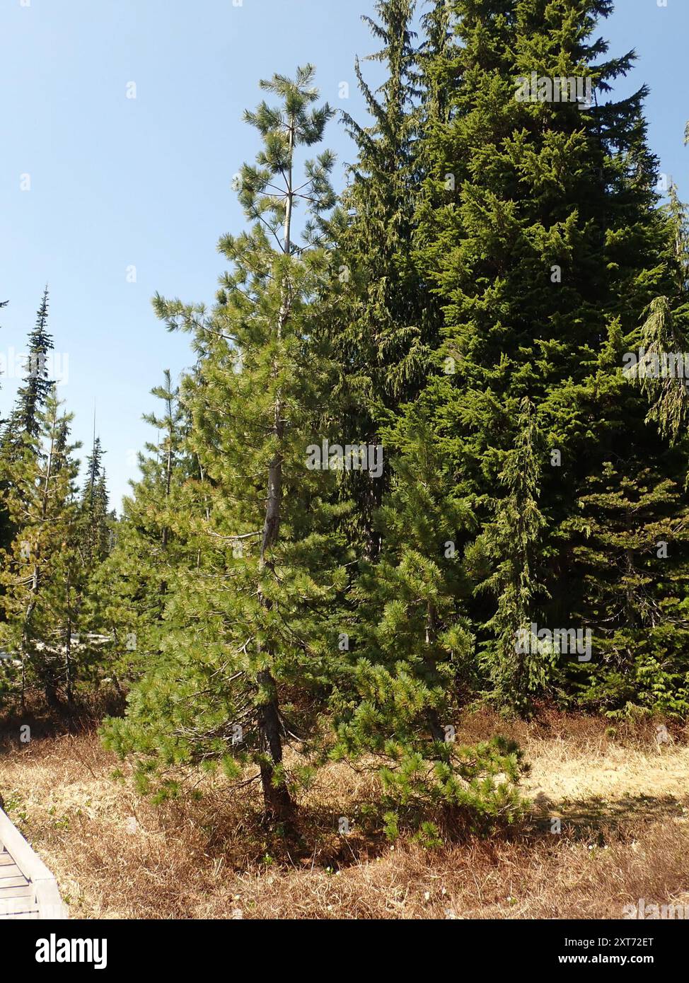 western white pine (Pinus monticola) Plantae Stock Photo - Alamy