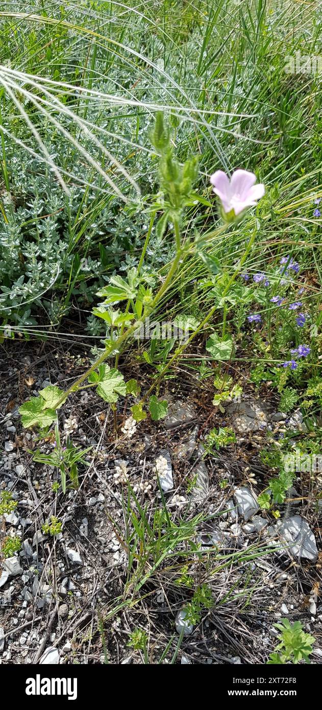 Rough Marsh-mallow (Malva setigera) Plantae Stock Photo - Alamy