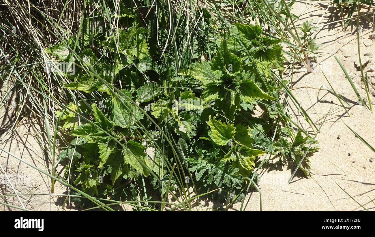 nettle family (Urticaceae) Plantae Stock Photo - Alamy
