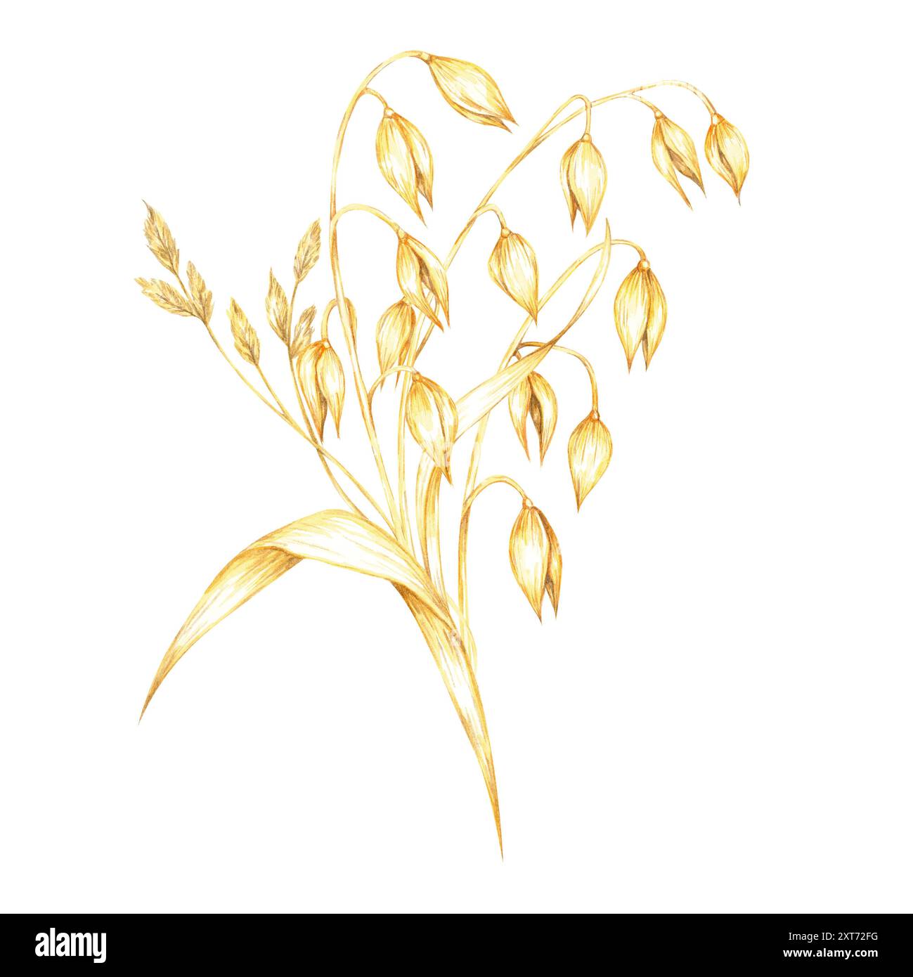Oat stalk watercolor clipart with golden-yellow grains and leaf. Herbs ...