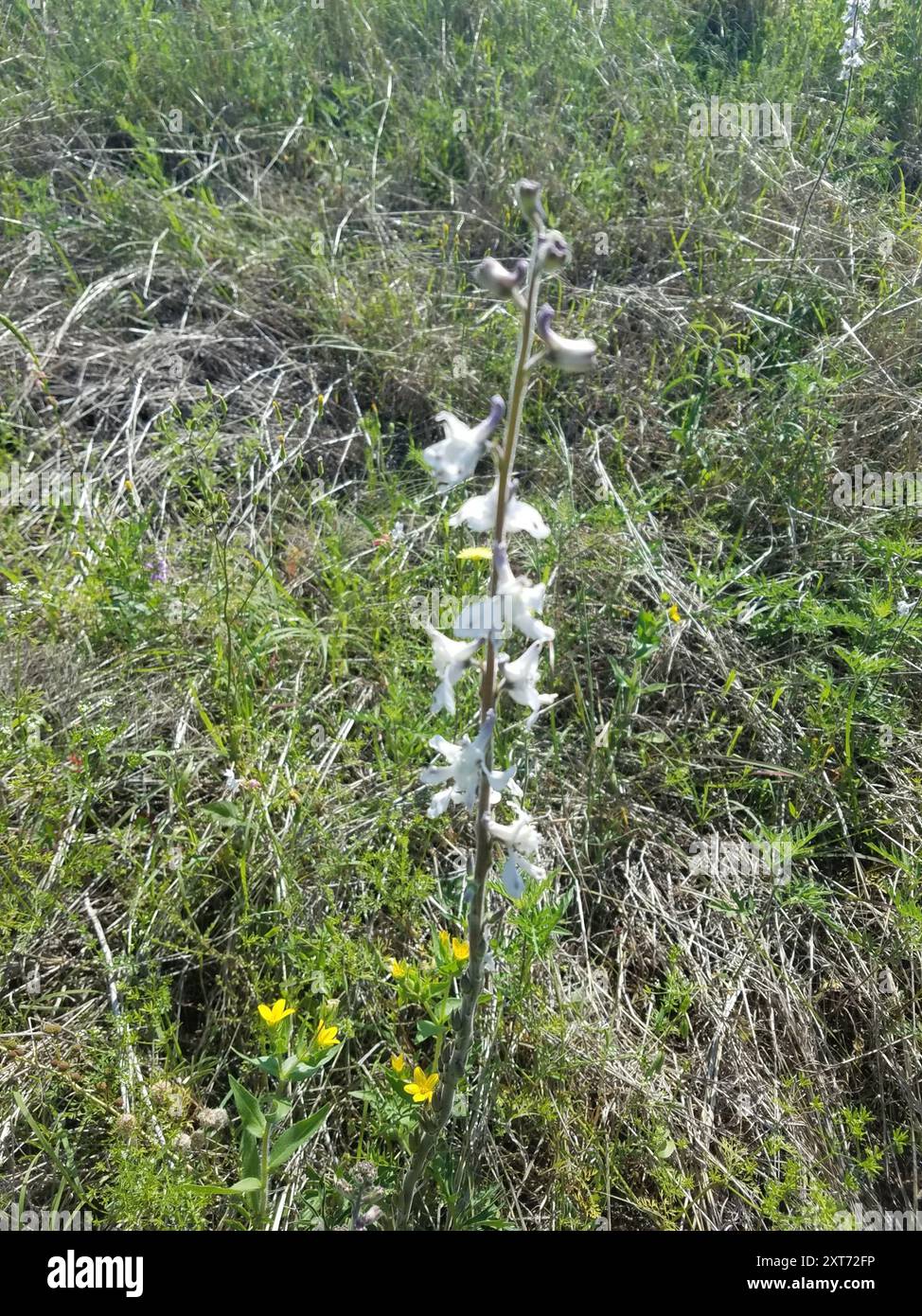 Wild Blue Larkspur (Delphinium carolinianum) Plantae Stock Photo - Alamy