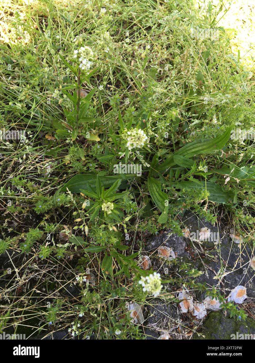 Virginia pepperweed (Lepidium virginicum) Plantae Stock Photo - Alamy