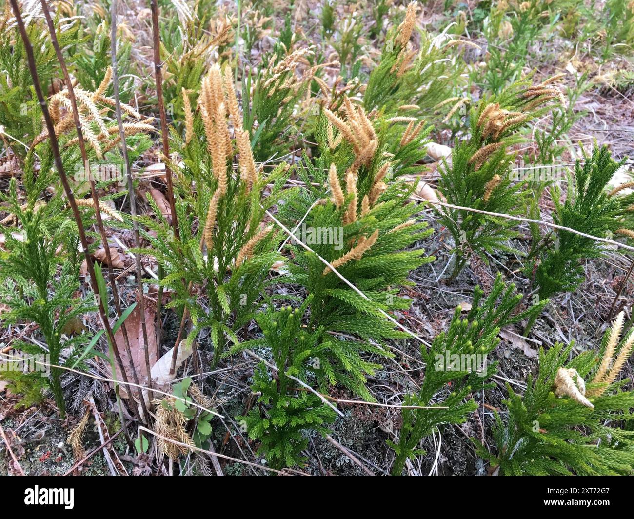 Hickey's tree-clubmoss (Dendrolycopodium hickeyi) Plantae Stock Photo ...