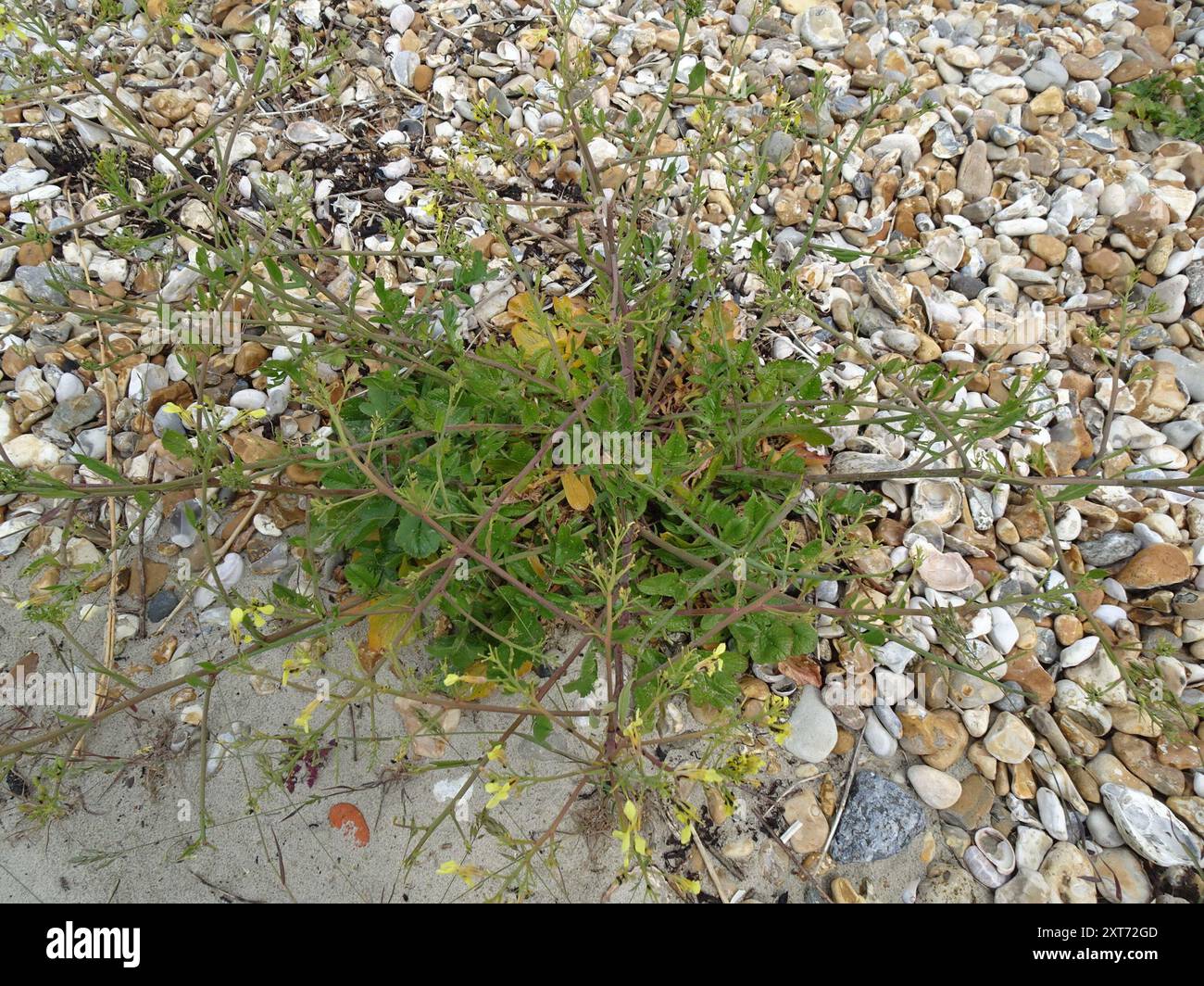 Mediterranean Radish (Raphanus raphanistrum landra) Plantae Stock Photo ...
