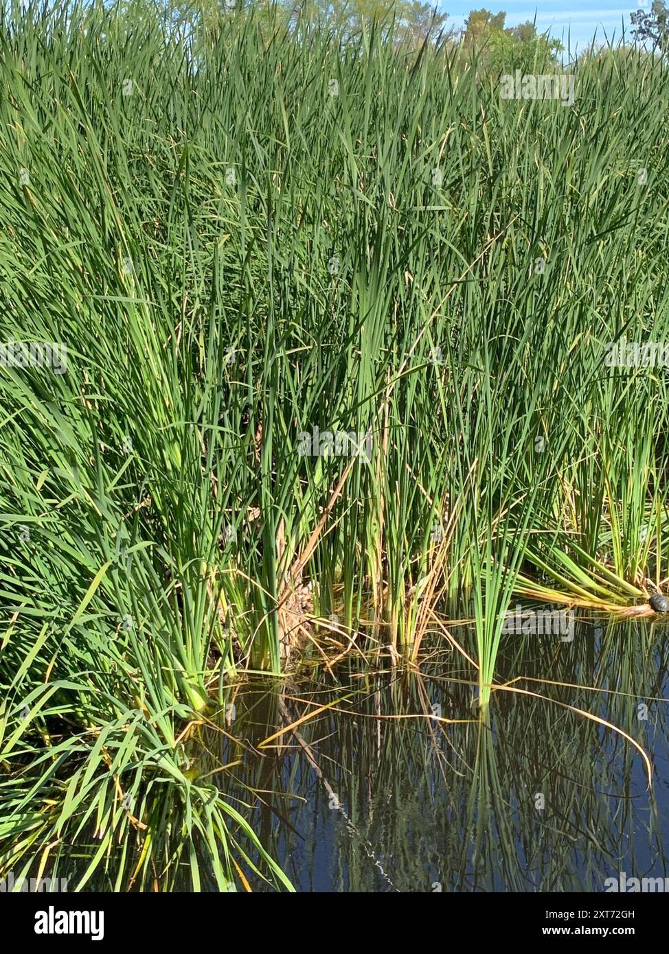 American three-square bulrush (Schoenoplectus americanus) Plantae Stock ...
