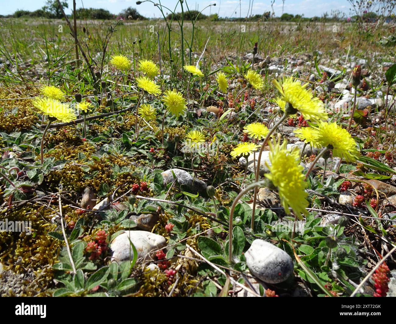 mouse-eared hawkweed (Pilosella officinarum) Plantae Stock Photo - Alamy