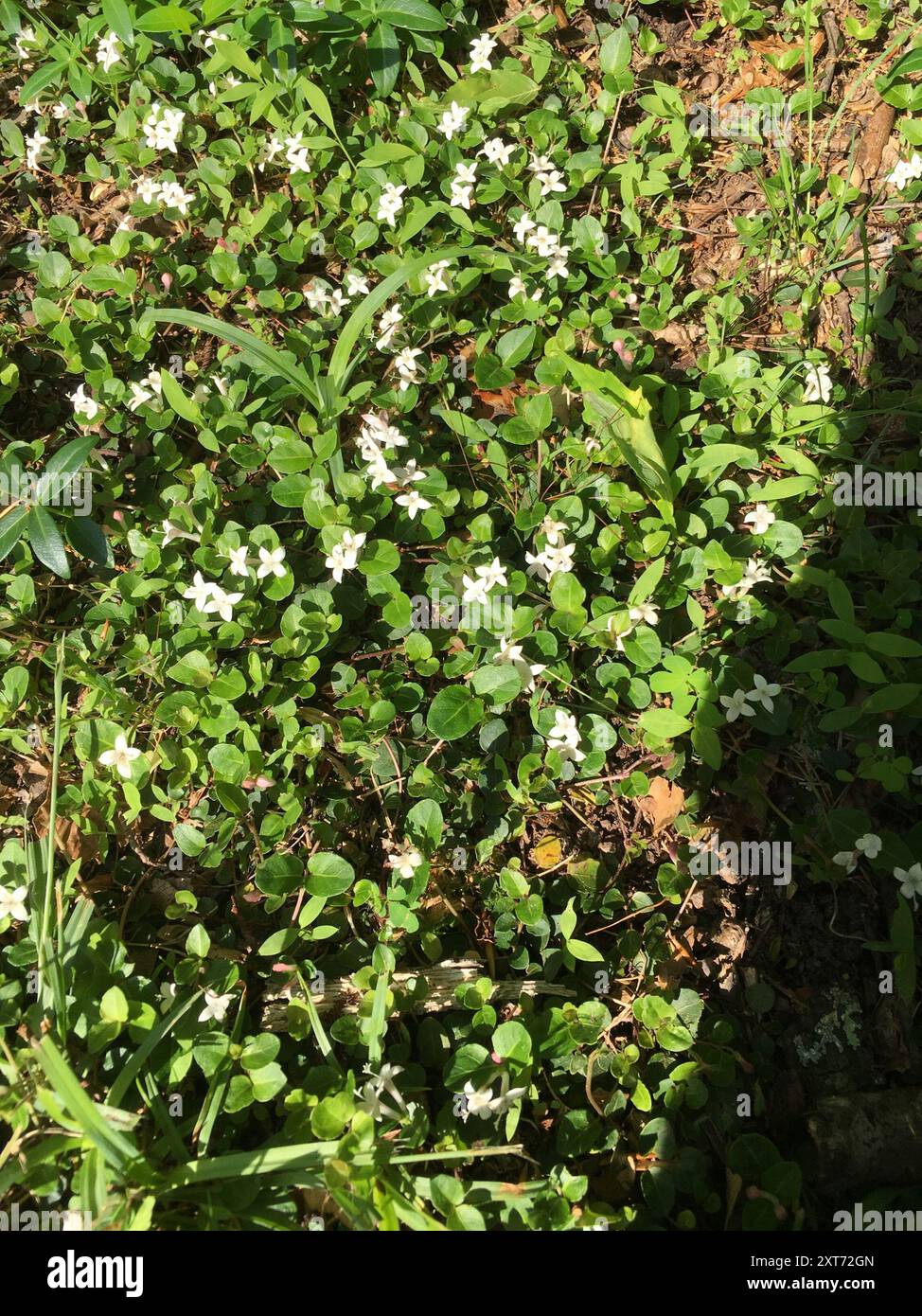 partridgeberry (Mitchella repens) Plantae Stock Photo - Alamy