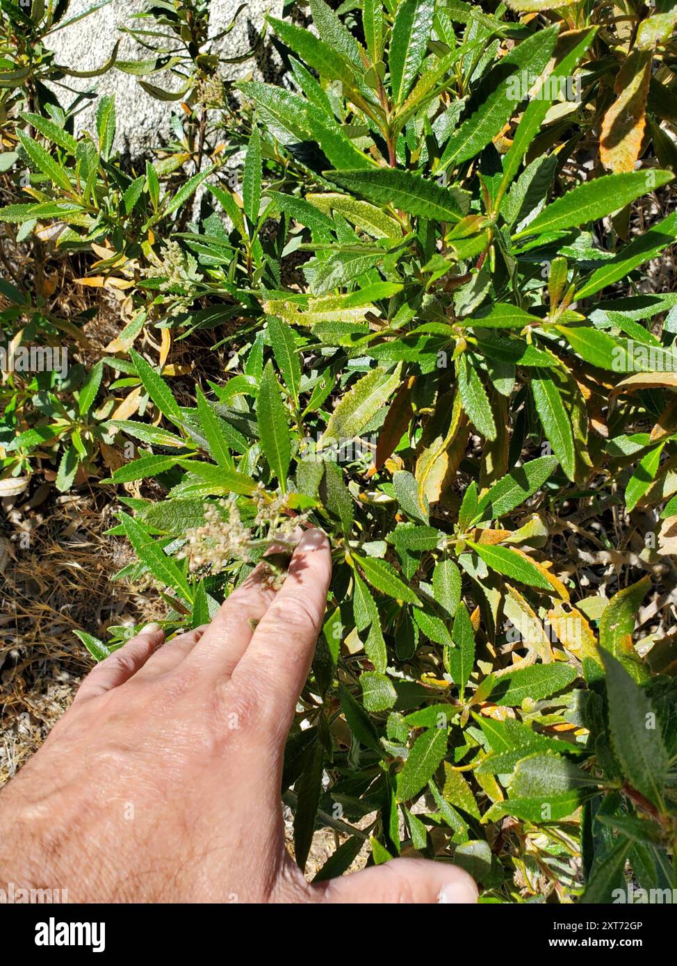 Hairy Yerba Santa (Eriodictyon trichocalyx) Plantae Stock Photo - Alamy