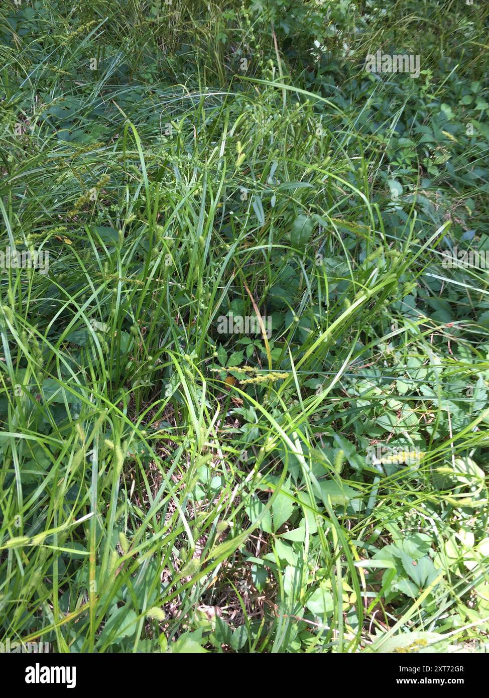 golden cattail sedge (Carex aureolensis) Plantae Stock Photo - Alamy