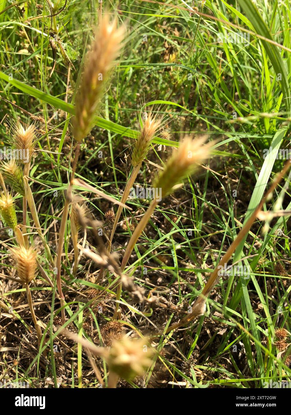 little barley (Hordeum pusillum) Plantae Stock Photo - Alamy