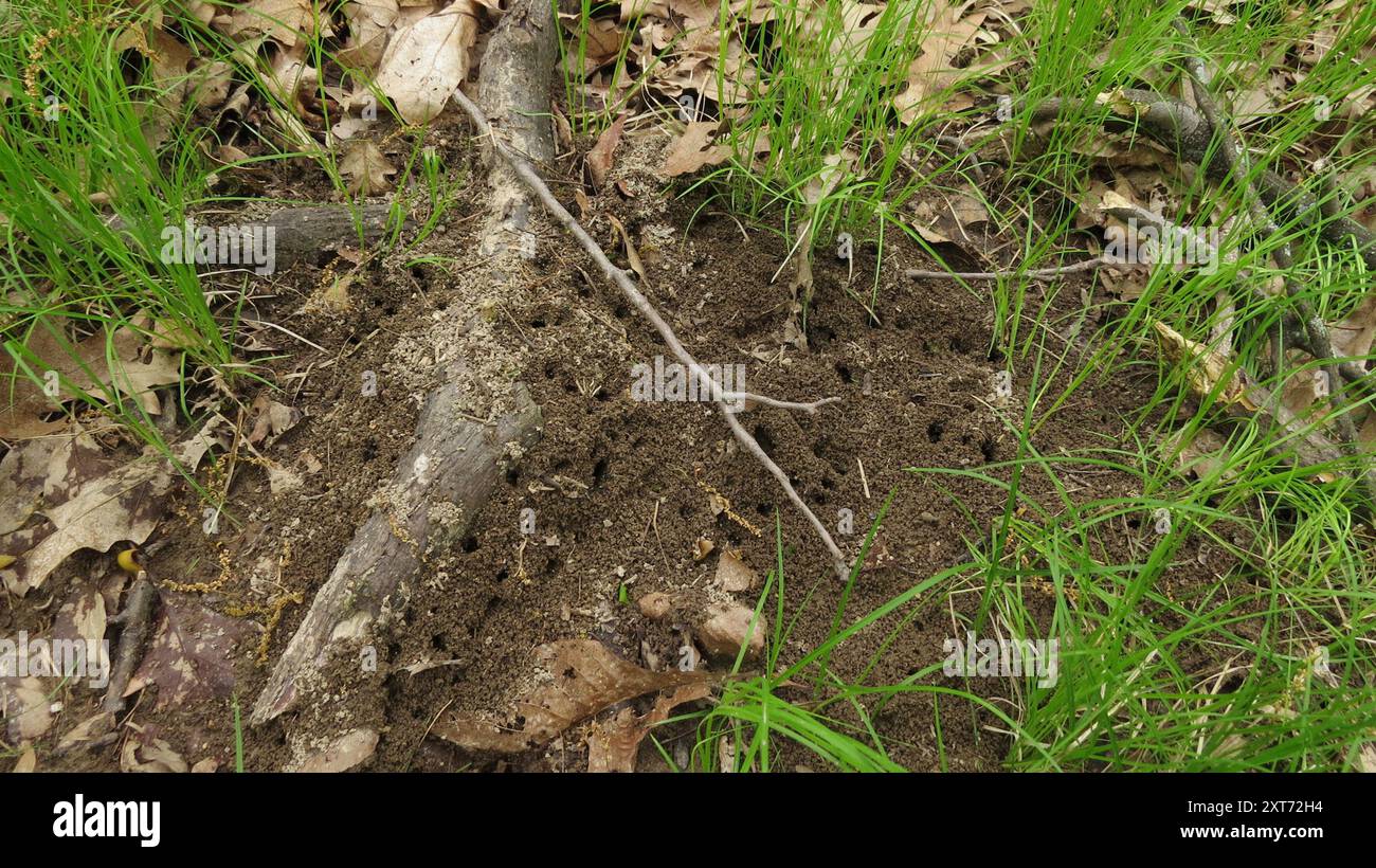 Silky Field Ant (Formica subsericea) Insecta Stock Photo - Alamy