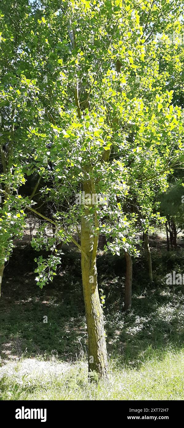 Hybrid Black-poplar (Populus × canadensis) Plantae Stock Photo - Alamy