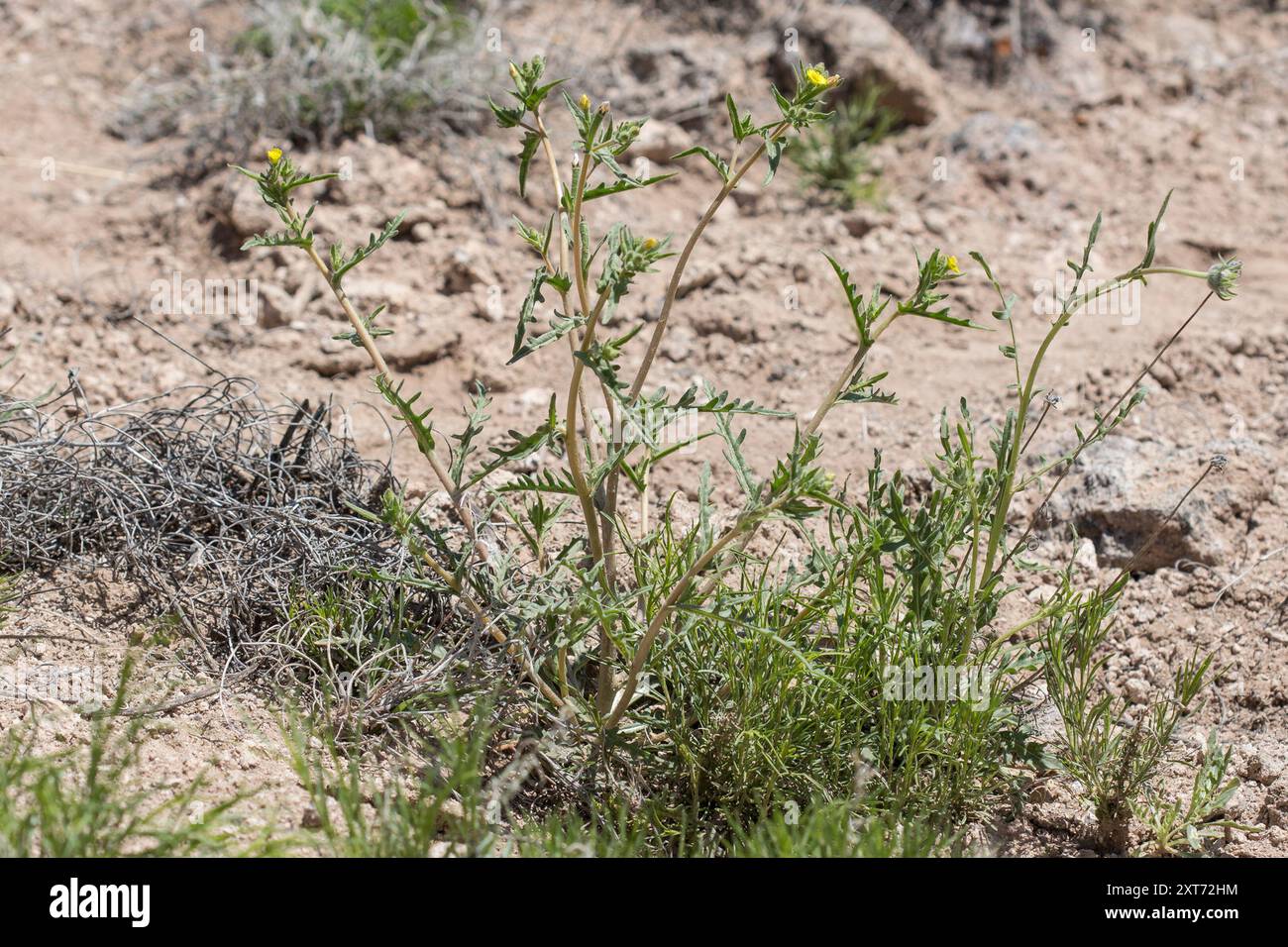 Whitestem Blazingstar (Mentzelia albicaulis) Plantae Stock Photo - Alamy