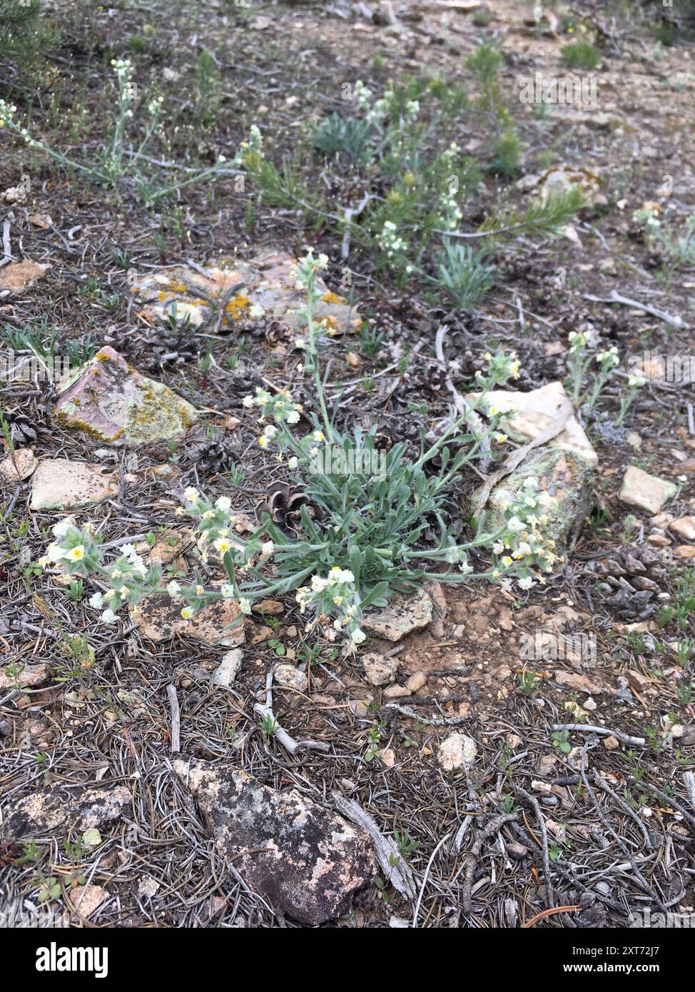 Yellow-eyed Cryptantha (Oreocarya flavoculata) Plantae Stock Photo - Alamy