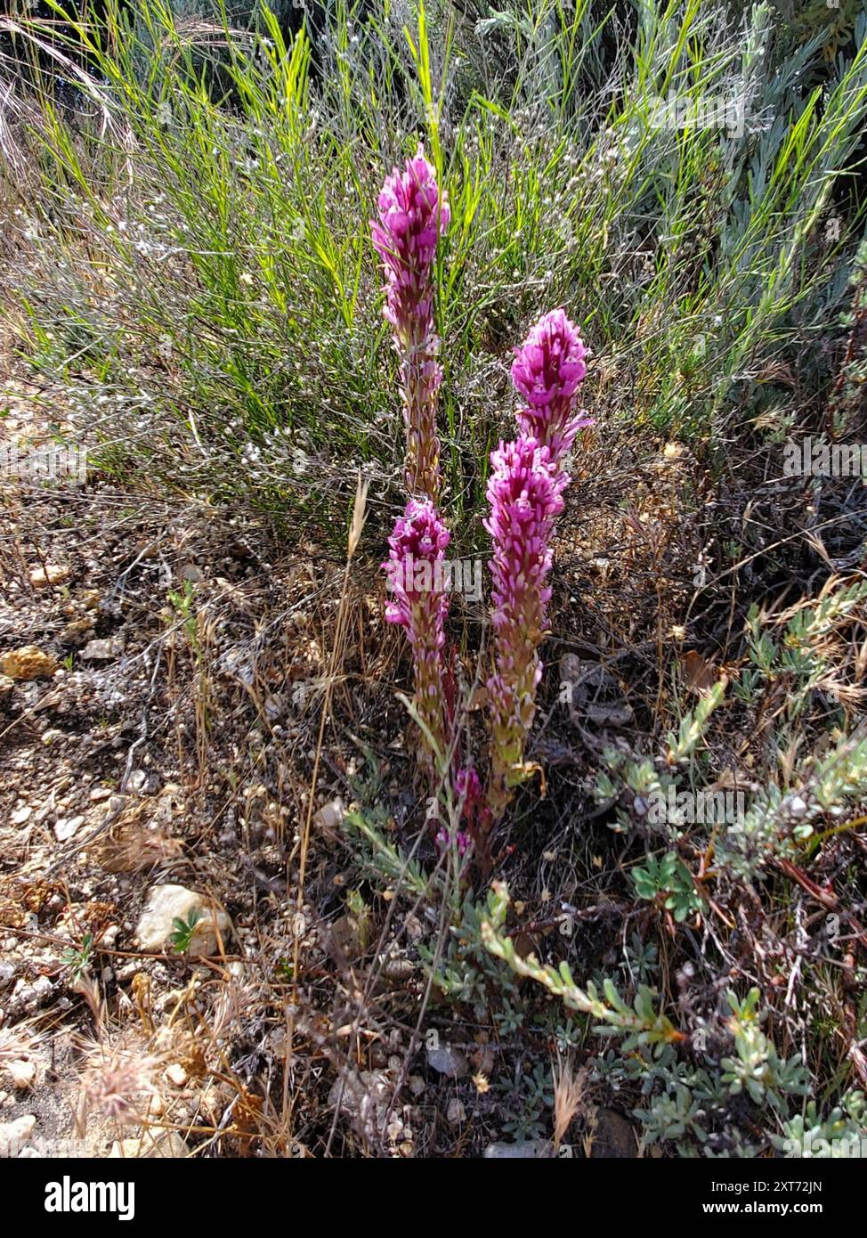 purple owl's-clover (Castilleja exserta) Plantae Stock Photo - Alamy