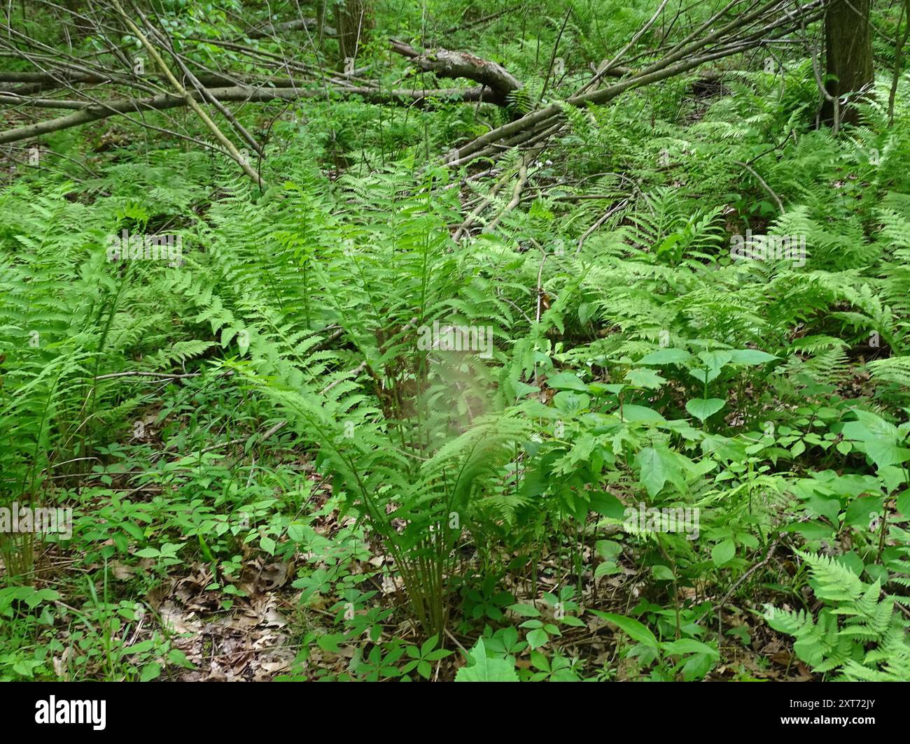 interrupted fern (Osmunda claytoniana) Plantae Stock Photo - Alamy