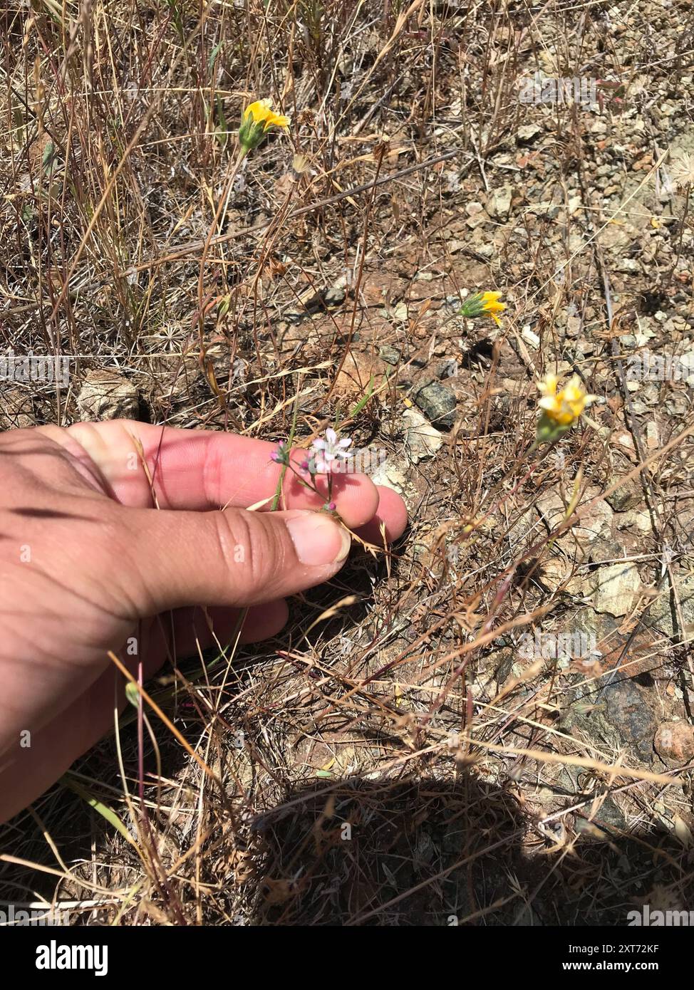 Marin dwarf-flax (Hesperolinon congestum) Plantae Stock Photo - Alamy